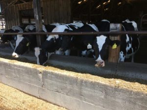 8 Common Milk Myths, Busted | The Nourished Child